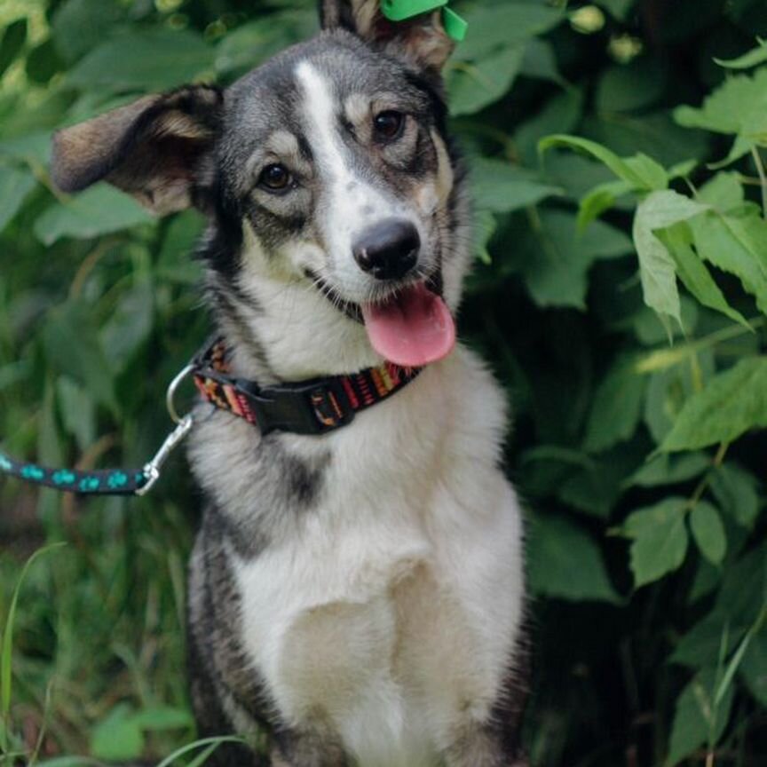 Лесси в Добрые руки (девочка, 1г., стерилизована)