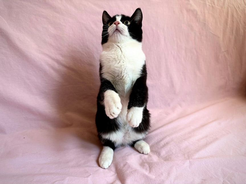 Котёнок маркизный Чипс, ищет семью