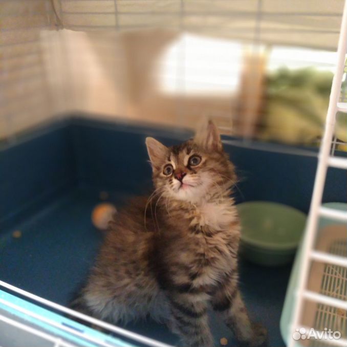 Василиска ищет дом