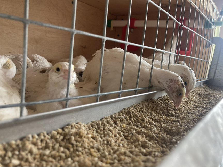 Клетки и брудера