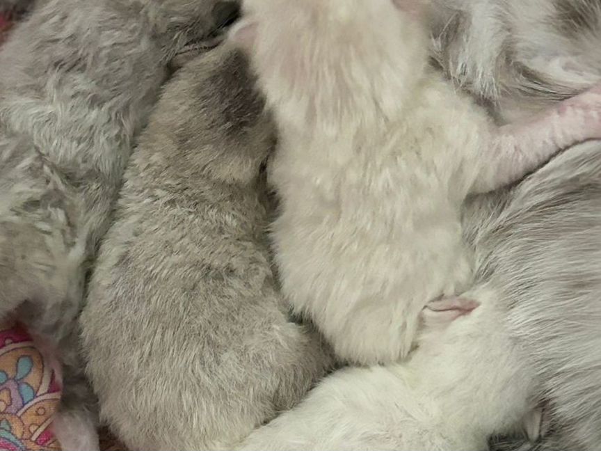 Шотландские котята