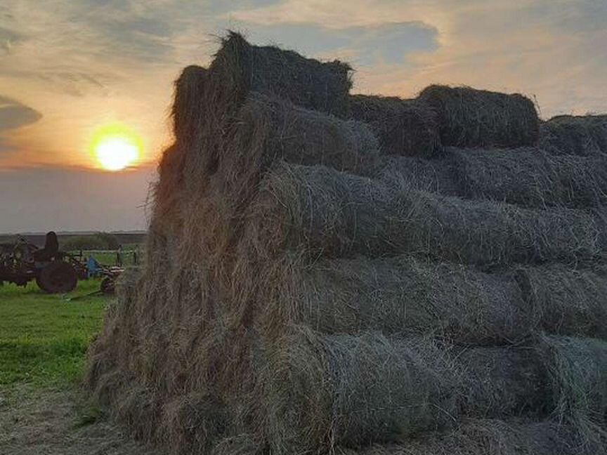 Сено в рулонах 2024 свежий покос костер
