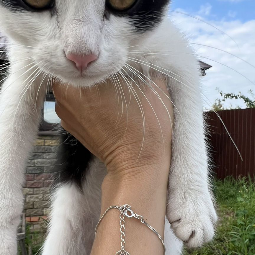 Отдаем котят в добрые руки