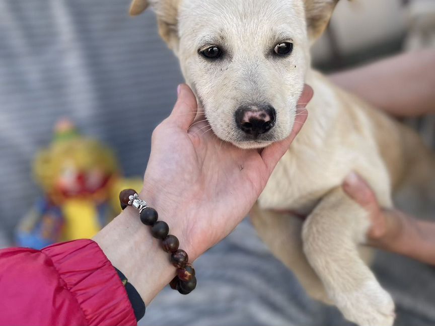 Красота с белыми ресницами и носик в пятнышку