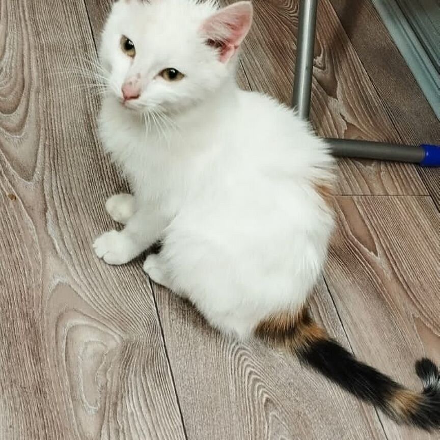 Отдам в добрые руки