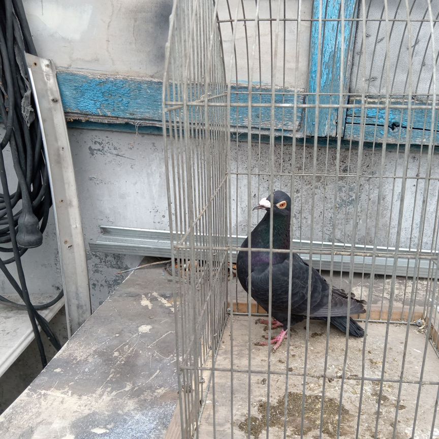 Продам голубя