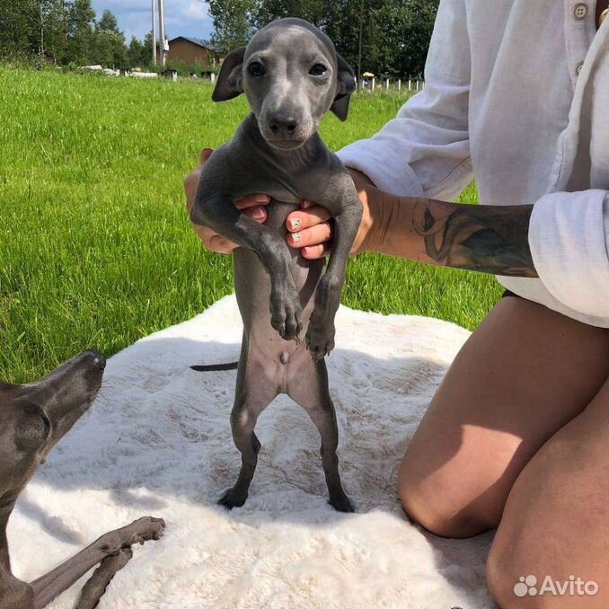 Щенки левретки