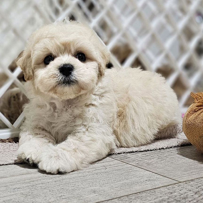 Мальчик maltipoo F1