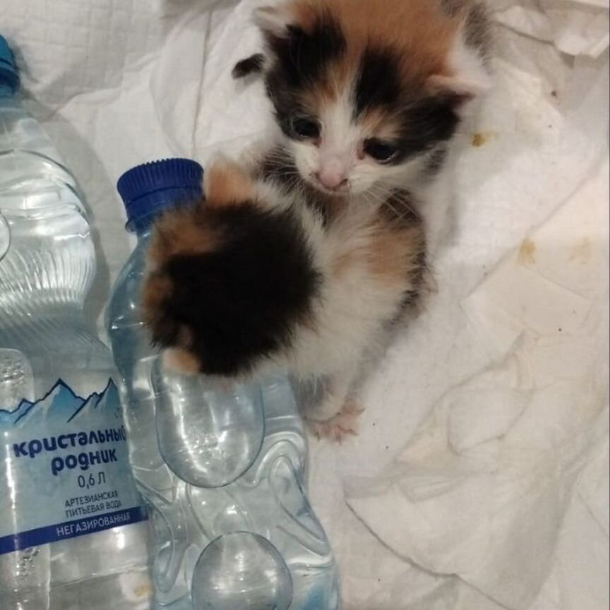 Котёнок в добрые руки