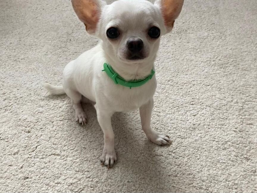 Вязка чихуахуа мини (кобель)