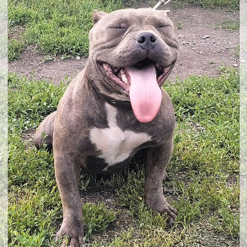 Булли американский девочка