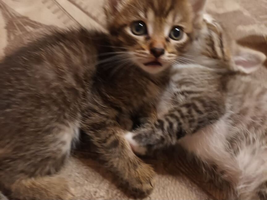 Кошка сфинкс бесплатно