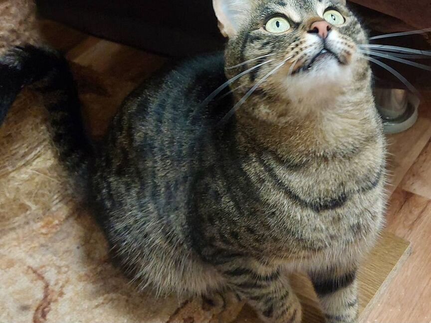 Молодой красотун