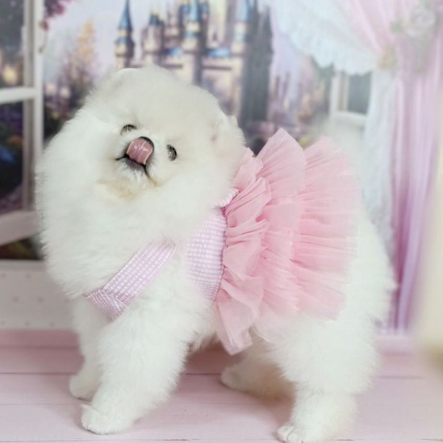 Белоснежная девочка померанского шпица