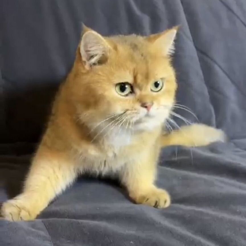 Британский кот