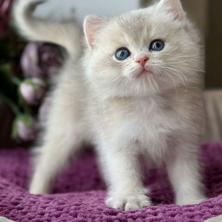 Британский короткошёрстный котёнок