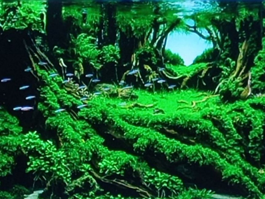 Оформление аквариума
