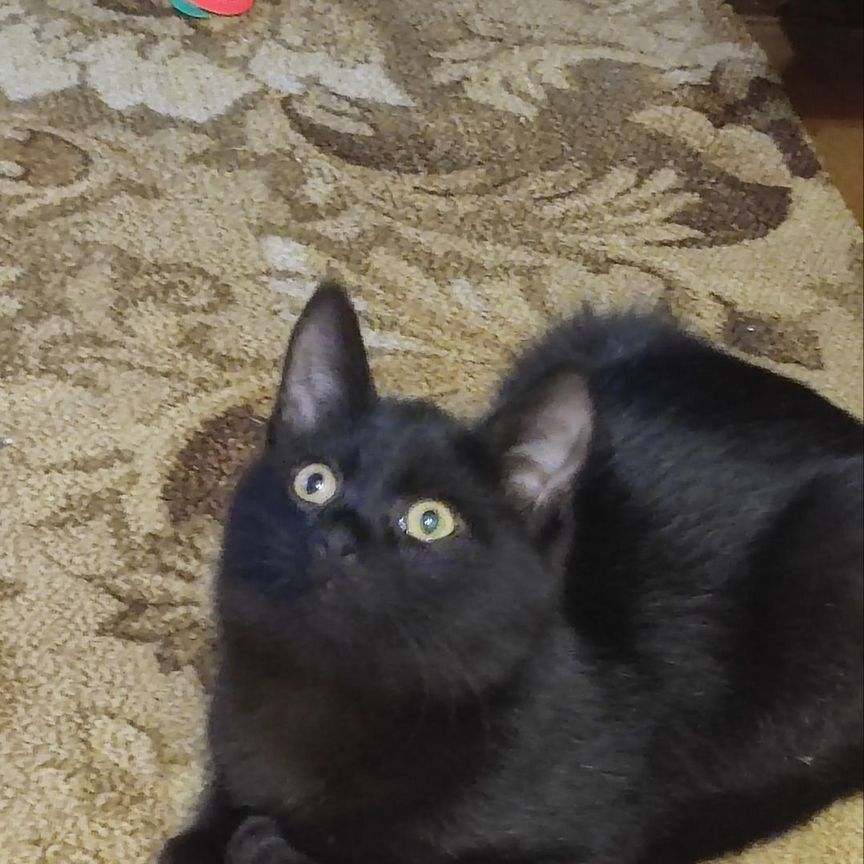 Котенок