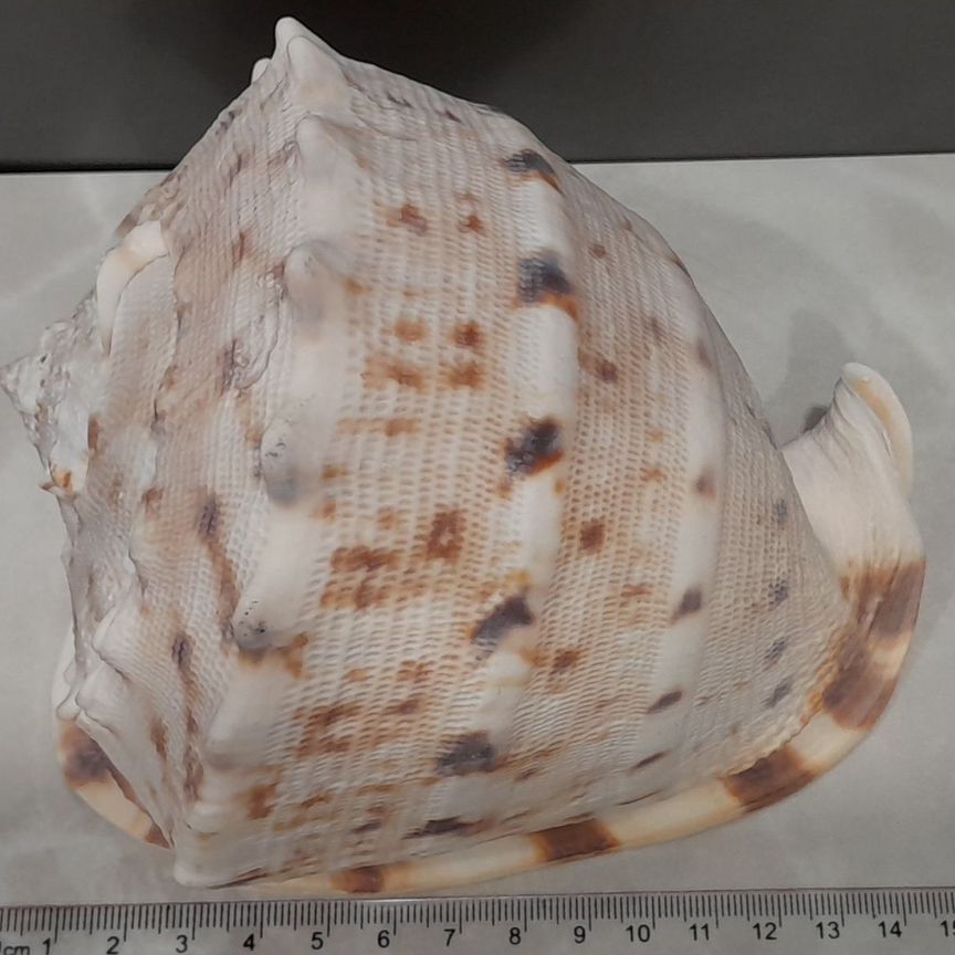 Морская раковина, ракушка