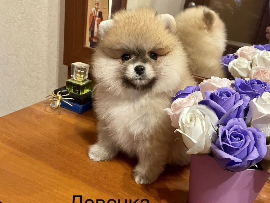 Девочка пом шпица