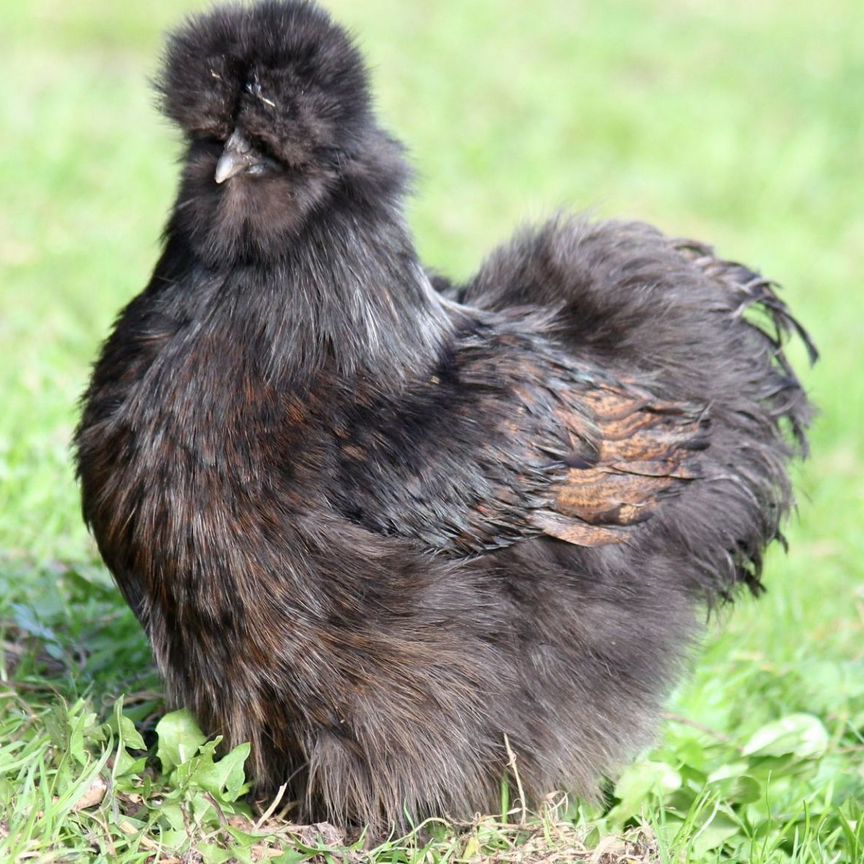 Китайские шелковые