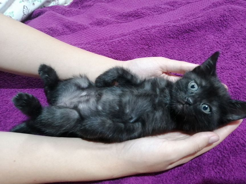 Маленькая Бусинка ищет дом