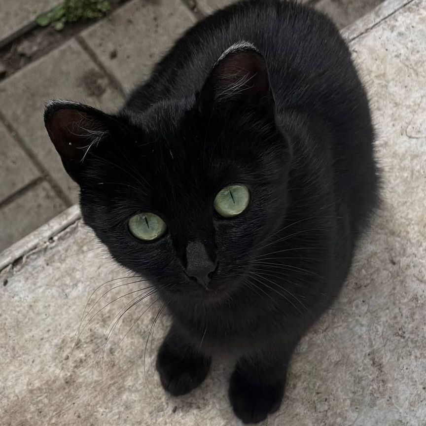 Отдам черную кошку
