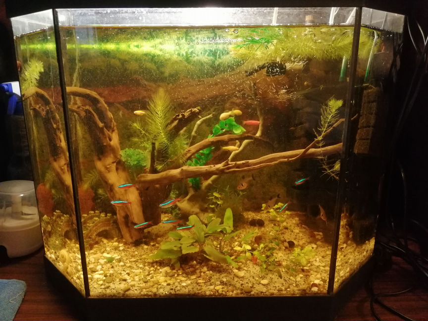 Аквариум 60л Рыбки, коряга, фильтр