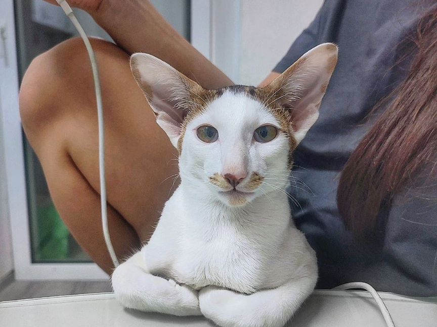 Ориентальная