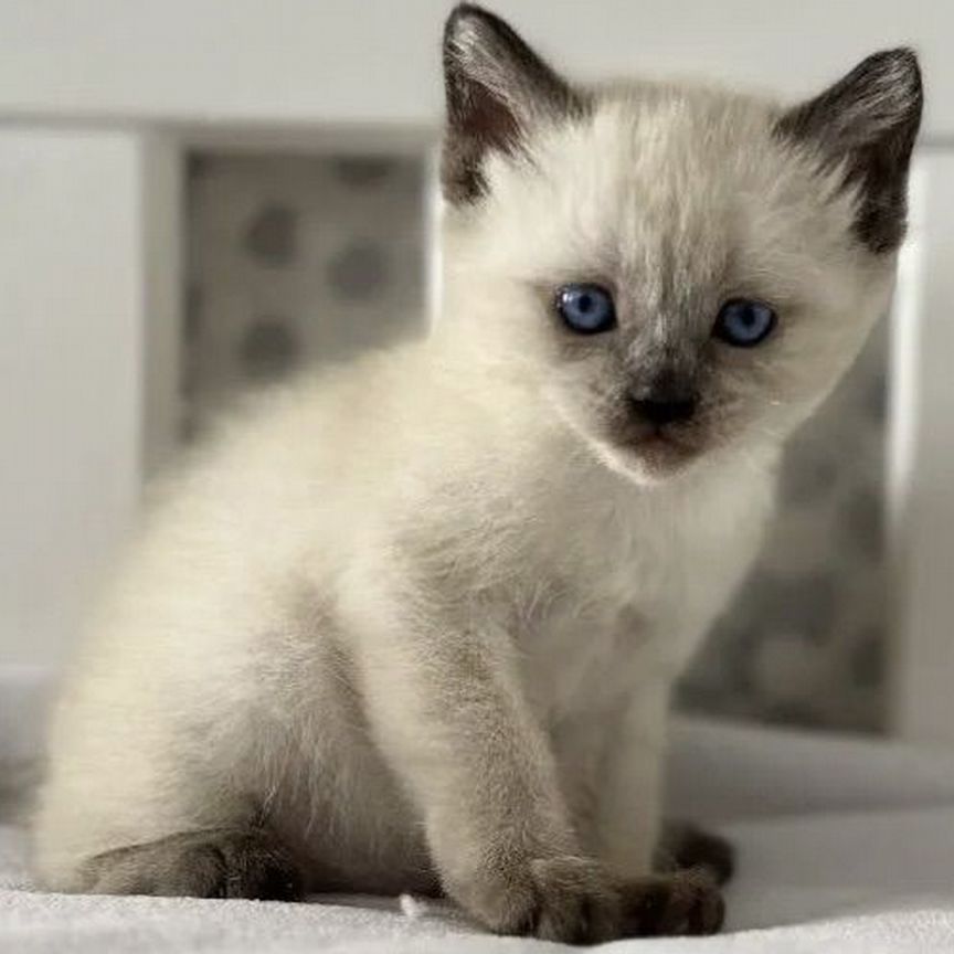 Тайский котёнок
