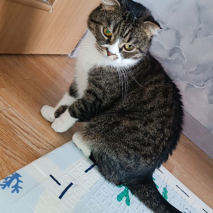 Шотландский вислоухий короткошёрстный, взрослый кот