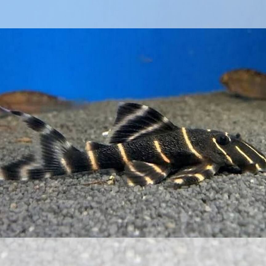 Номерной сом L204 Panaqolus albivermis