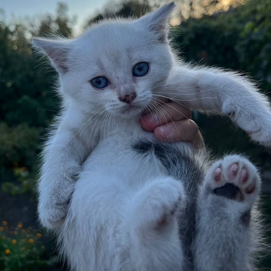 Котята отдам в добрые руки бесплатно