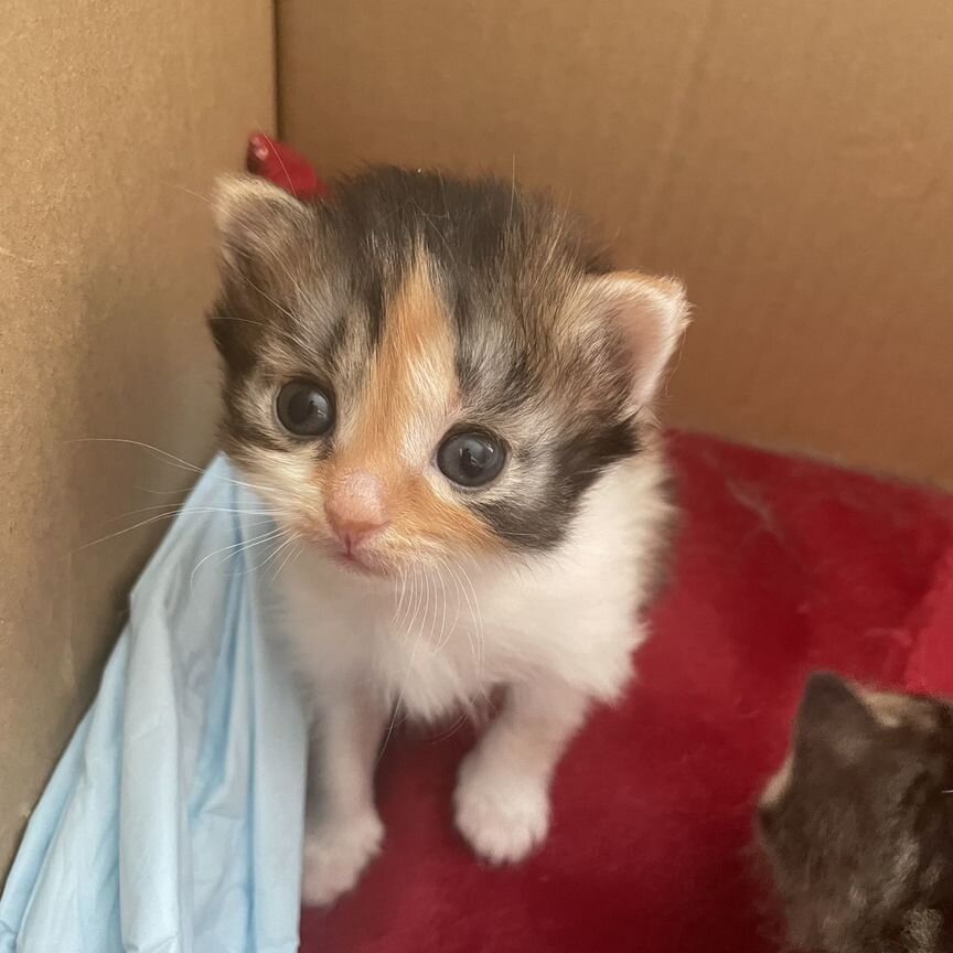 Котёнок в добрые руки