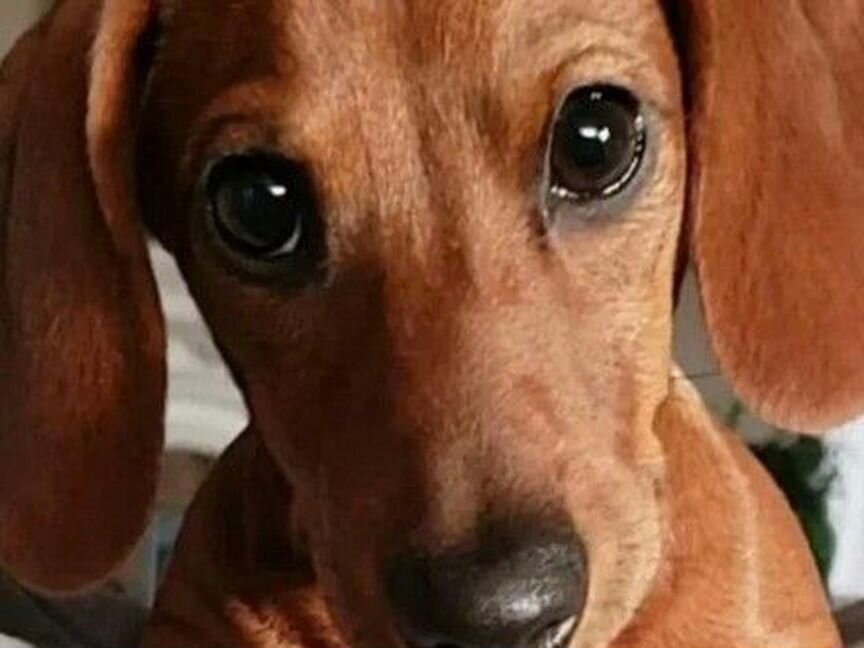 Рыжая красавица