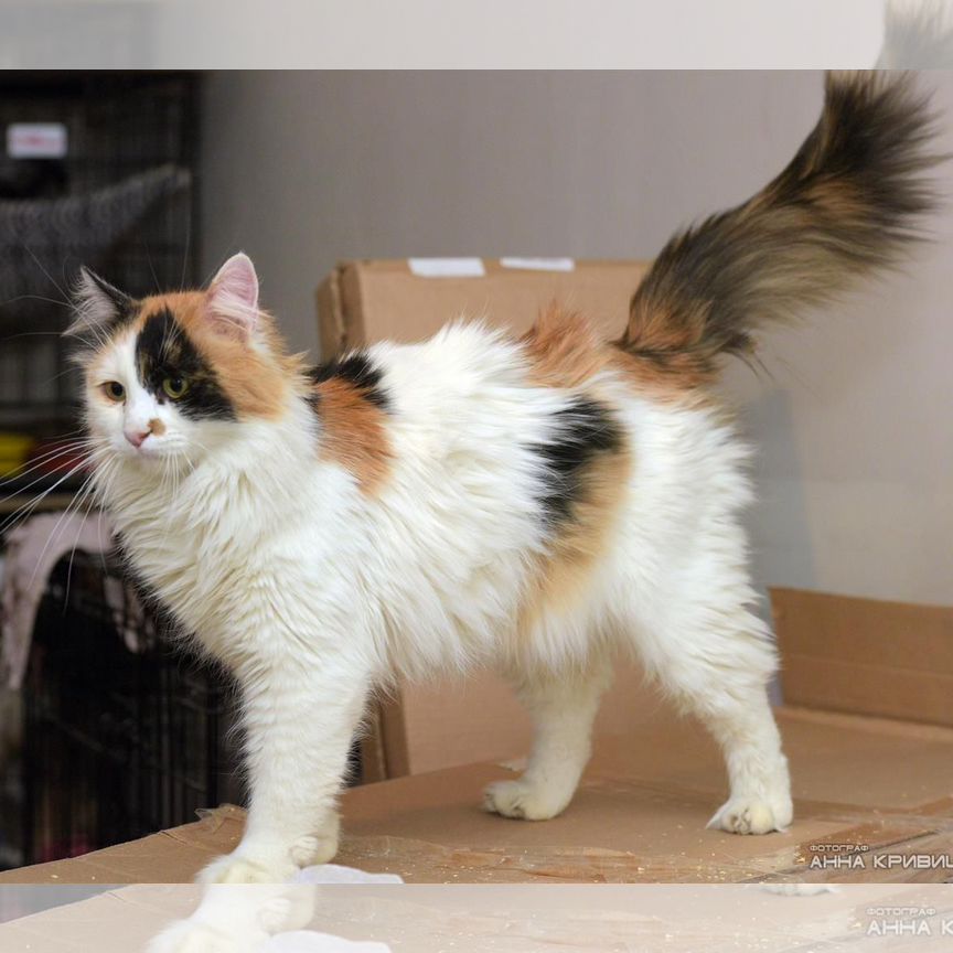 Взрослая кошка в добрые руки