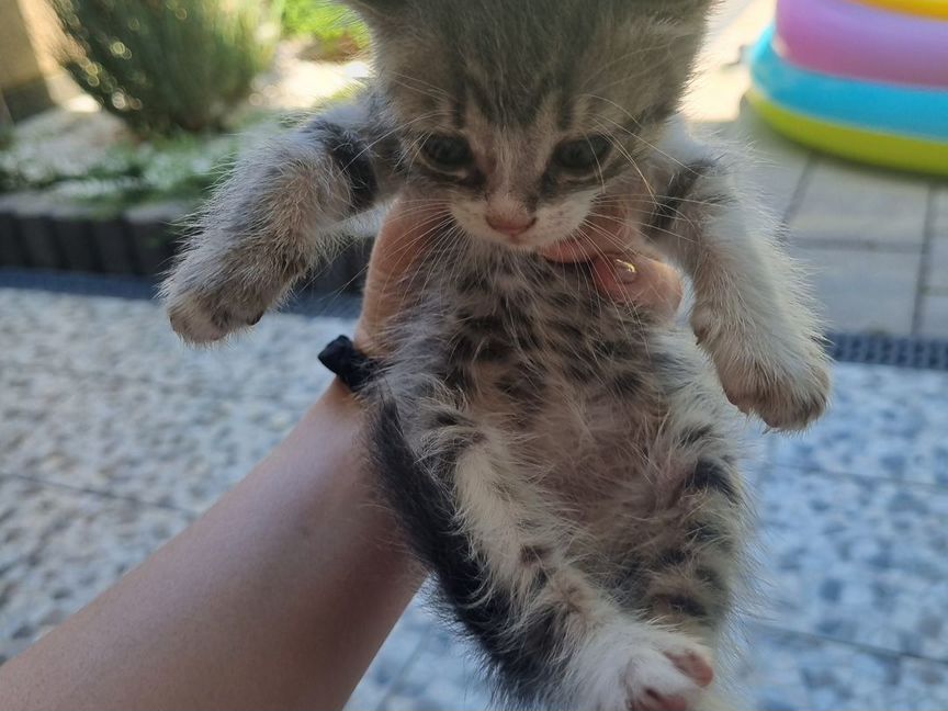 Котята в добрые руки бесплатно