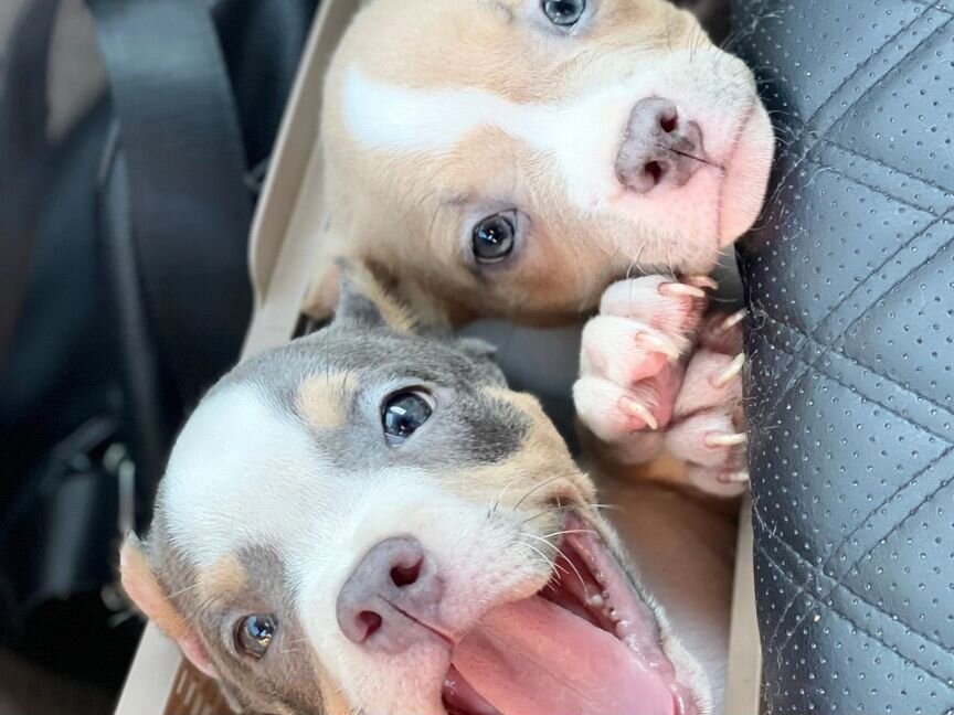 Американский питбуль