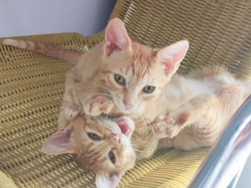 Котятки рыжики