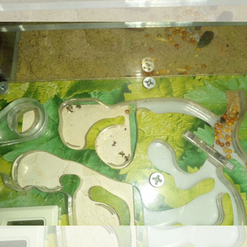 Муравьиная ферма без муравьев