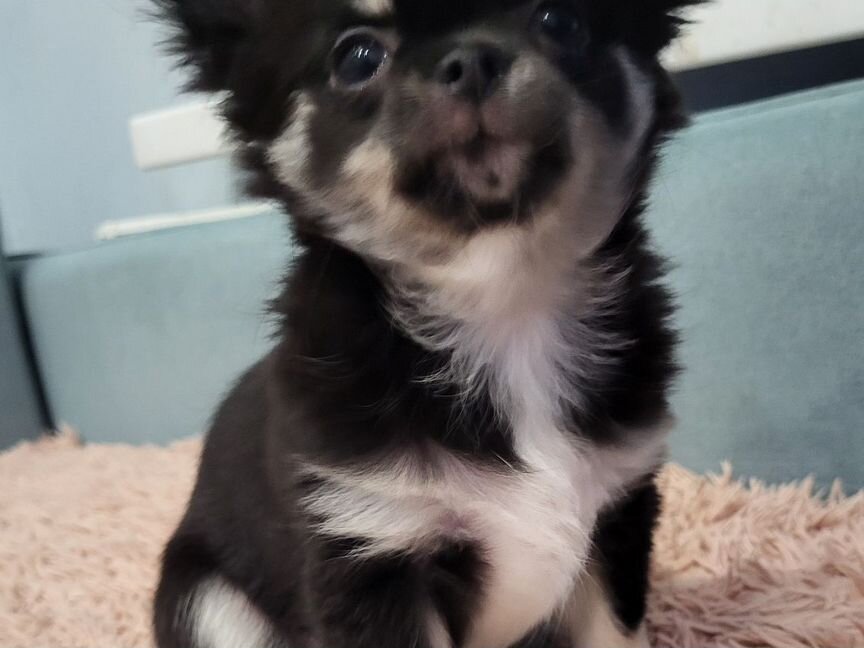 Чихуахуа Принцесса