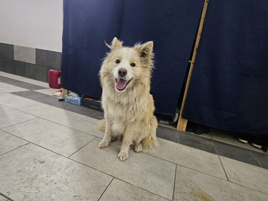 Собака в добрые руки