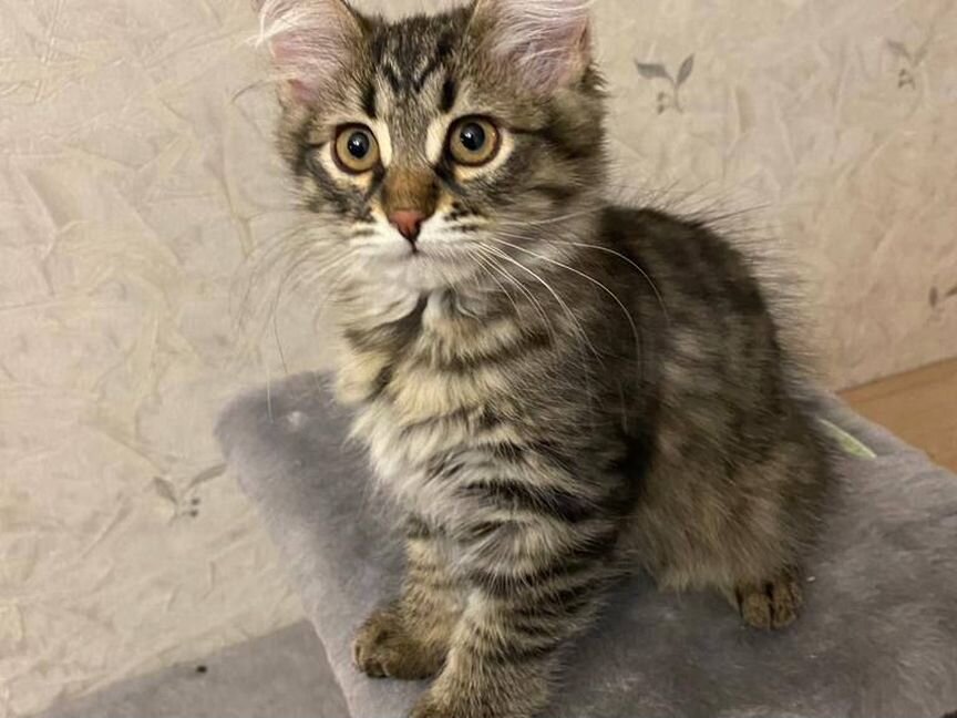 Котенок (один из двух)