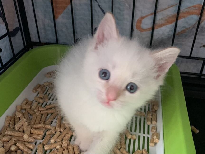 Котенок