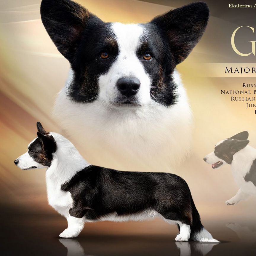 Вельш-корги кардиган вязка