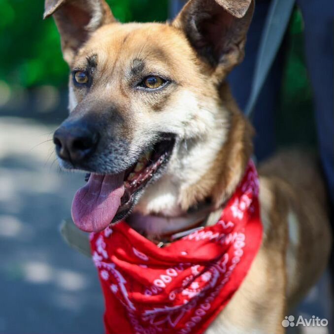 Собака Бивис активный и добрый из приюта