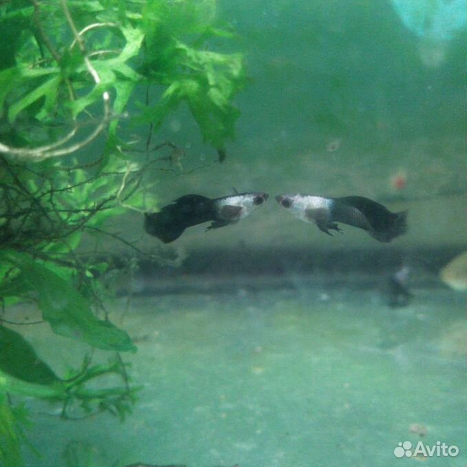 Гуппи Панда