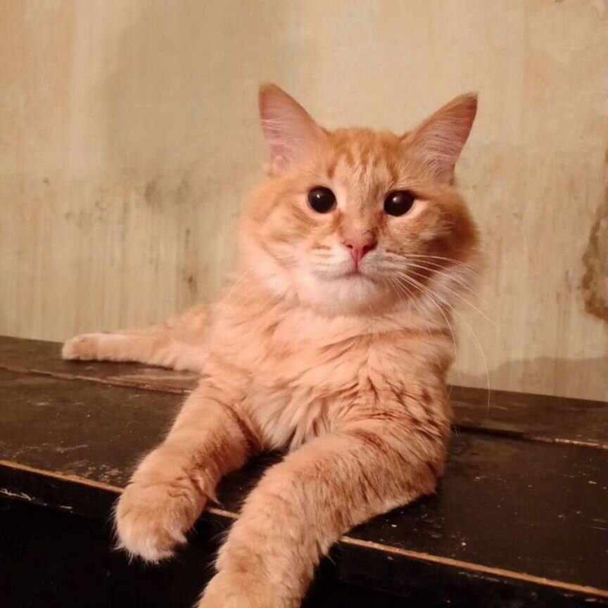 Солнышко - бывшедомашний