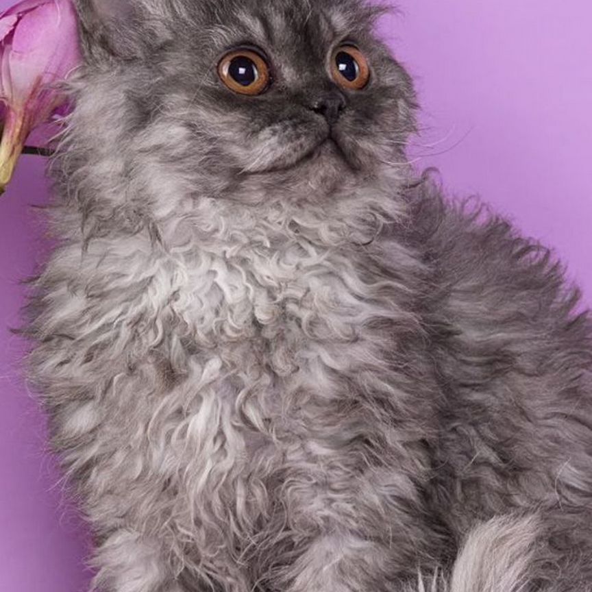 Селкирк рекс девочка