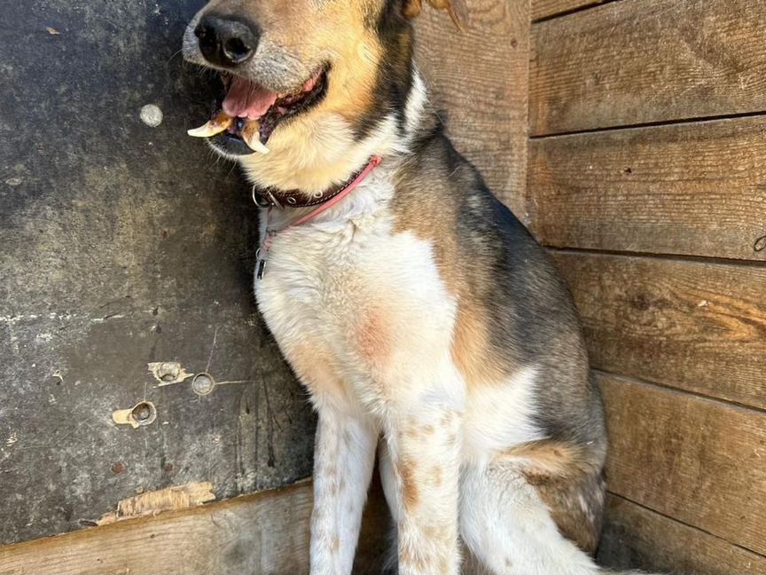 Собака из приюта